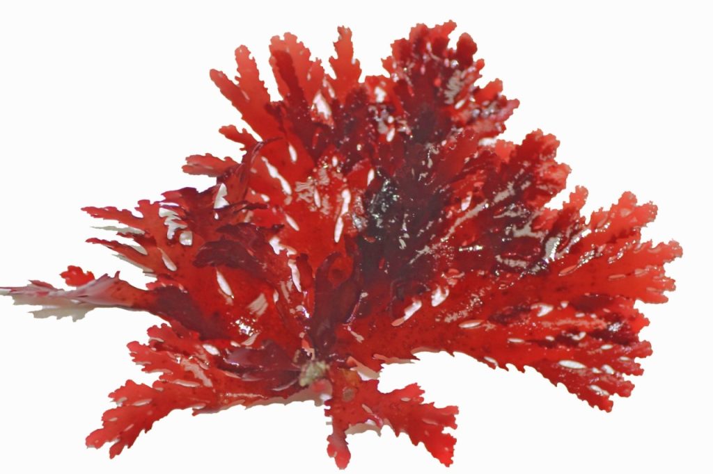 Patentan herramienta para aumentar producción de algas rojas