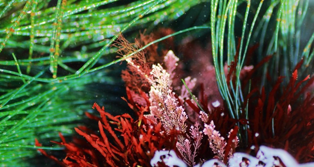 Patentan herramienta para aumentar producción de algas rojas