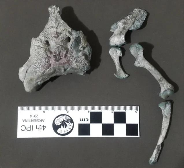 UNAB presenta fósiles de nueva especie de cocodrilo prehistórico